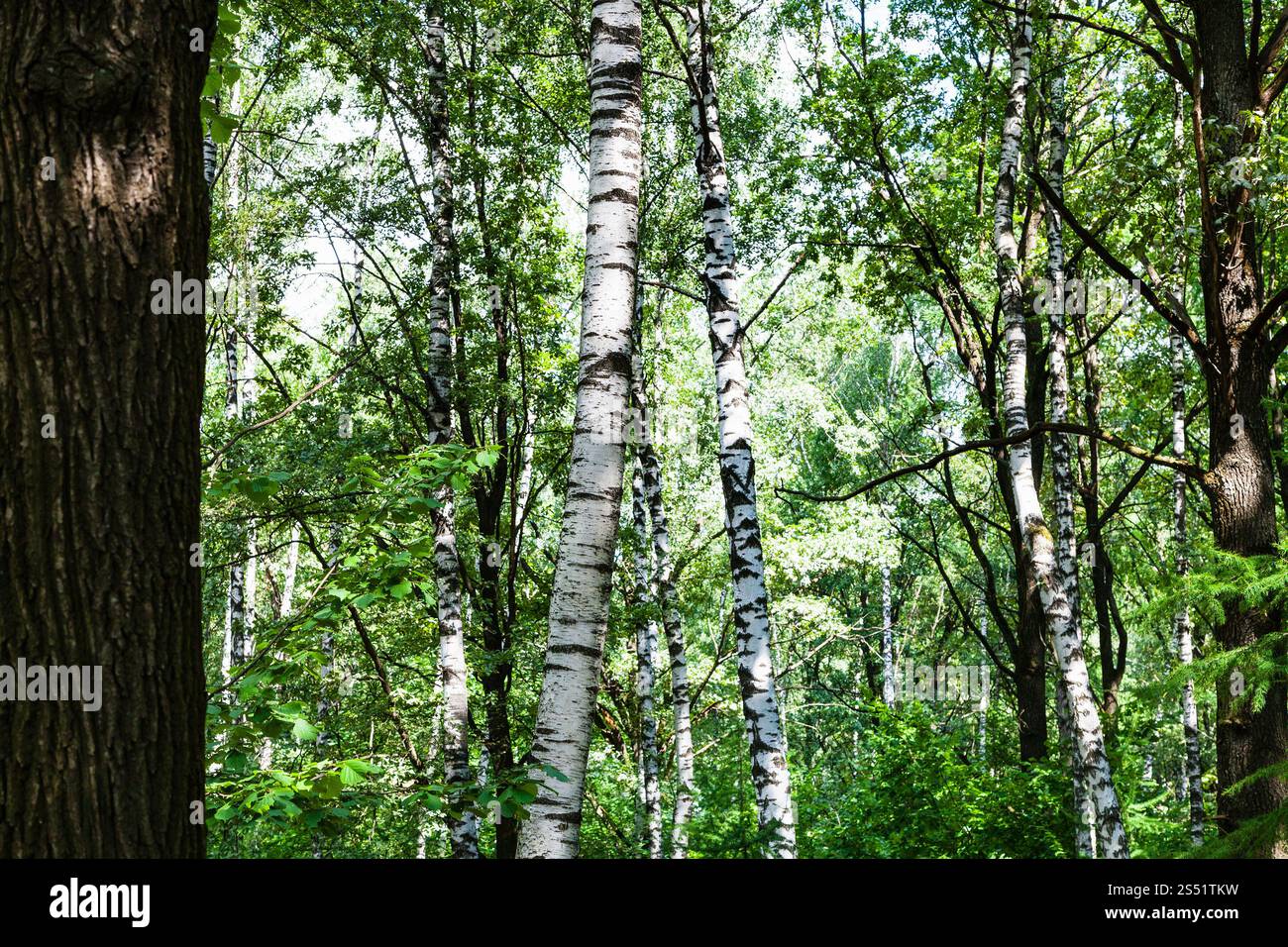 birch and oak trees in green forest in Timiryazevskiy park of Moscow on ...