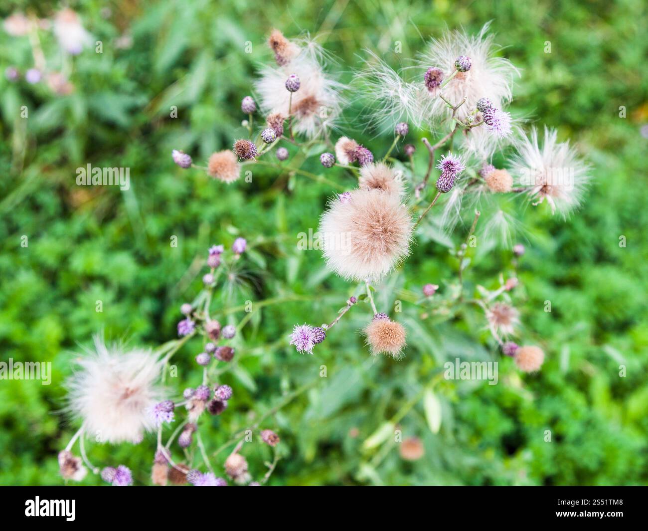 Russian thistle seeds hi-res stock photography and images - Alamy