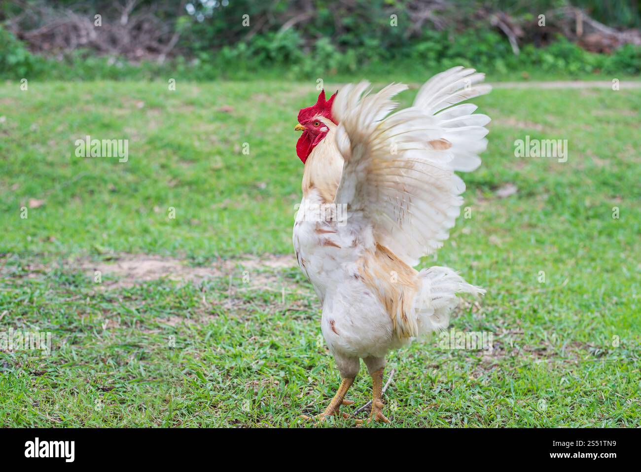 White chicken walking in yard hi-res stock photography and images - Alamy
