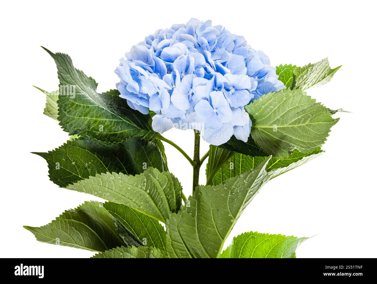 fresh blue hydrangea flower isolated on white background Stock Photo ...
