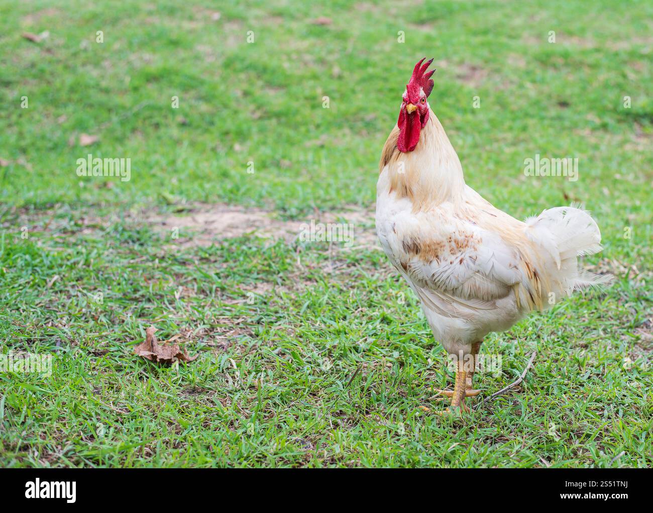 White hen walking in nature farm Stock Photo - Alamy