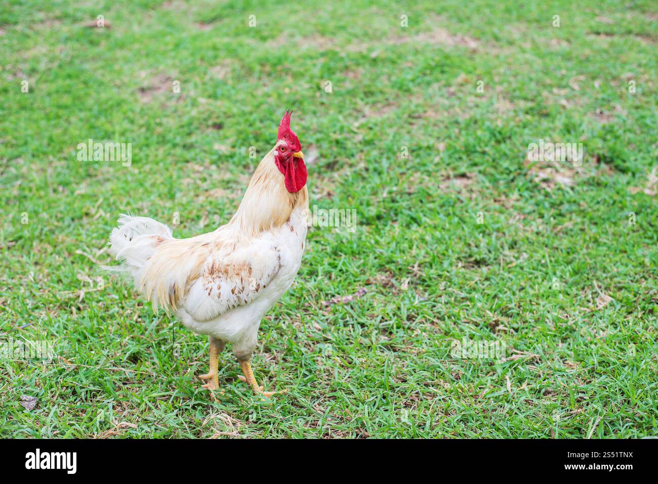 White hen walking in nature farm Stock Photo - Alamy