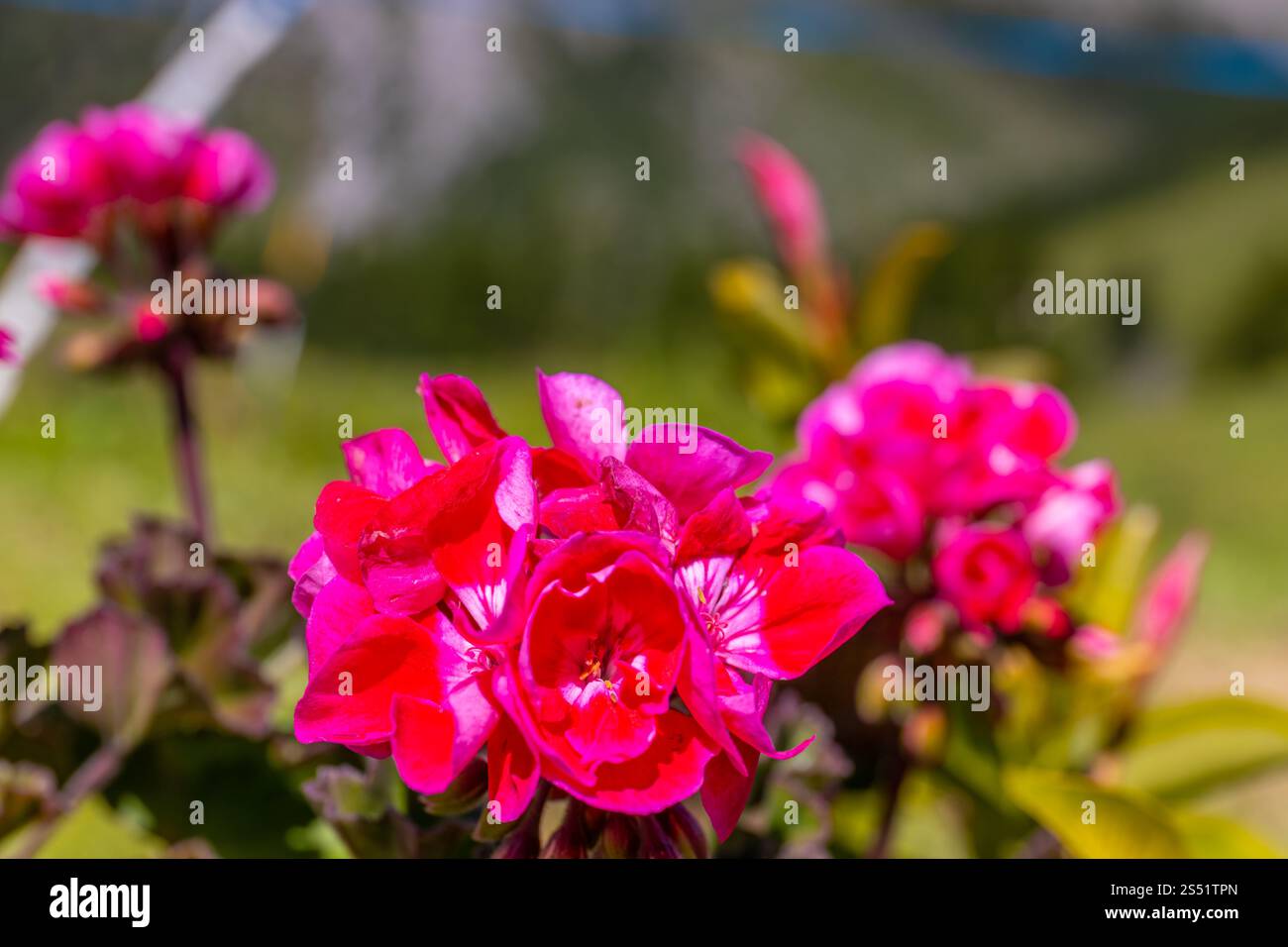 Colorful flowers in blossom in the wild nature on the mountain meadows ...