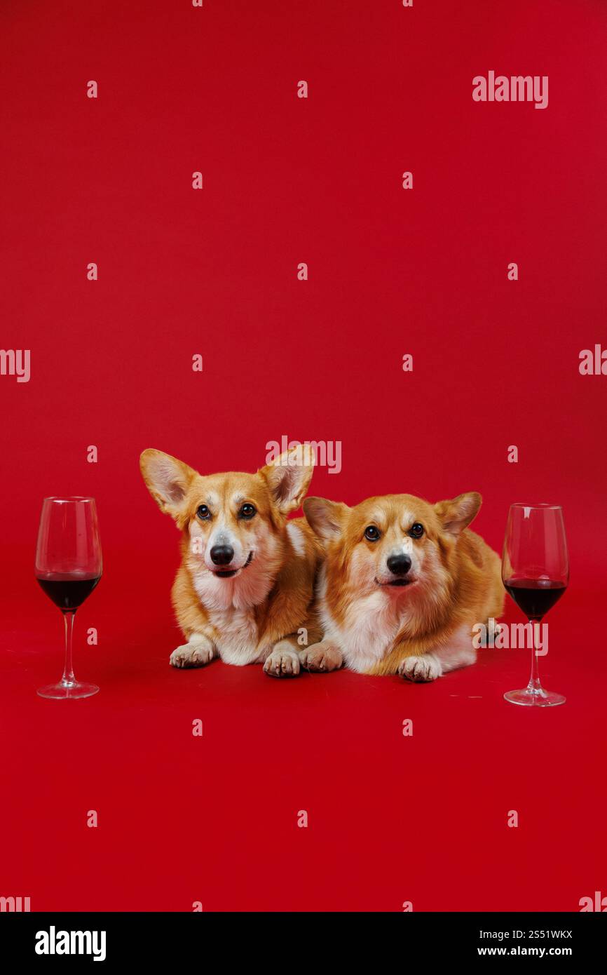 Relaxing corgis enjoying fine wine together, celebrating friendship in ...