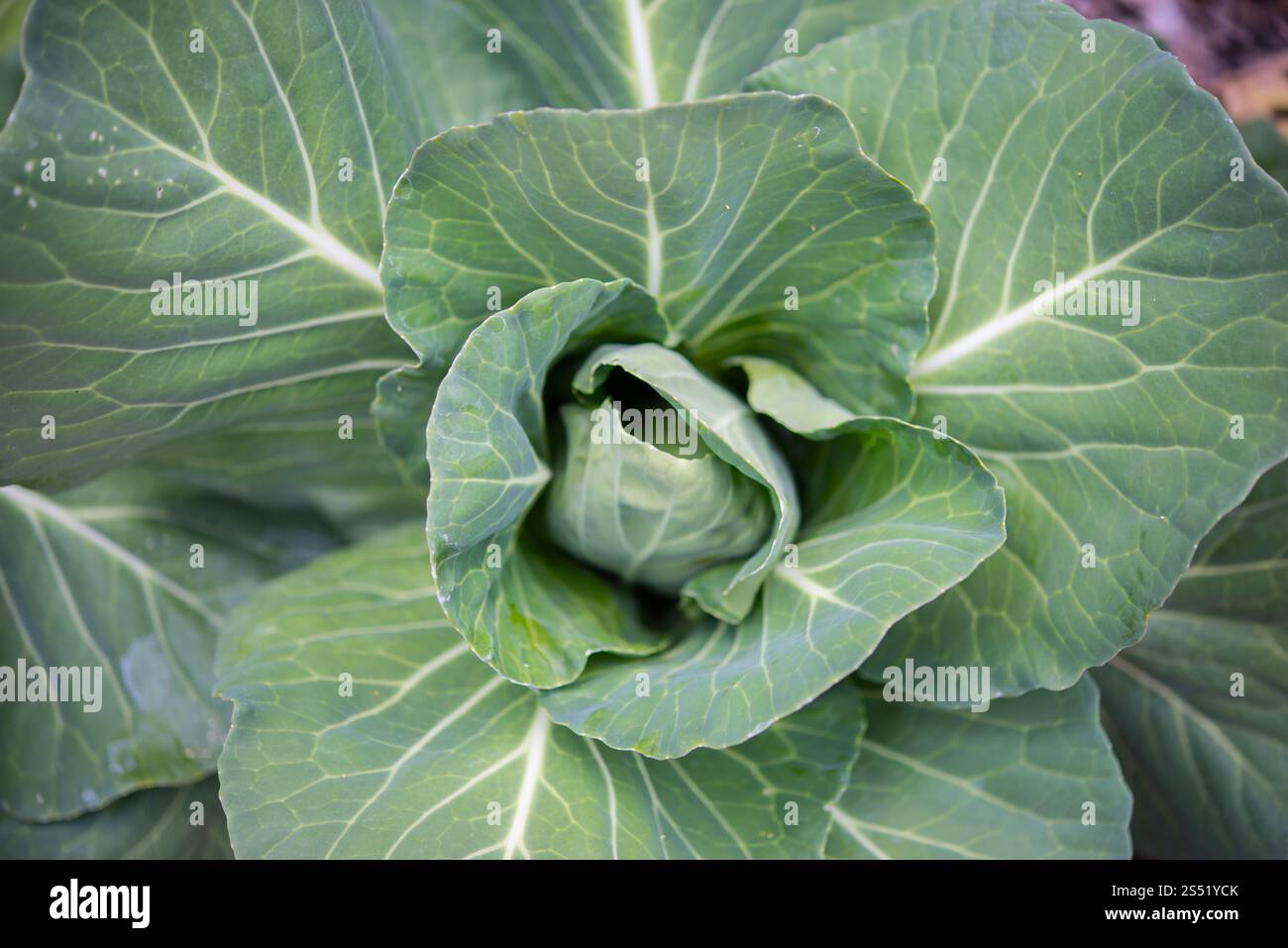 Focus of Big cabbage in the garden Stock Photo - Alamy
