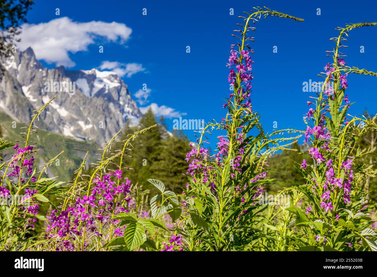Colorful flowers in blossom in the wild nature on the mountain meadows ...