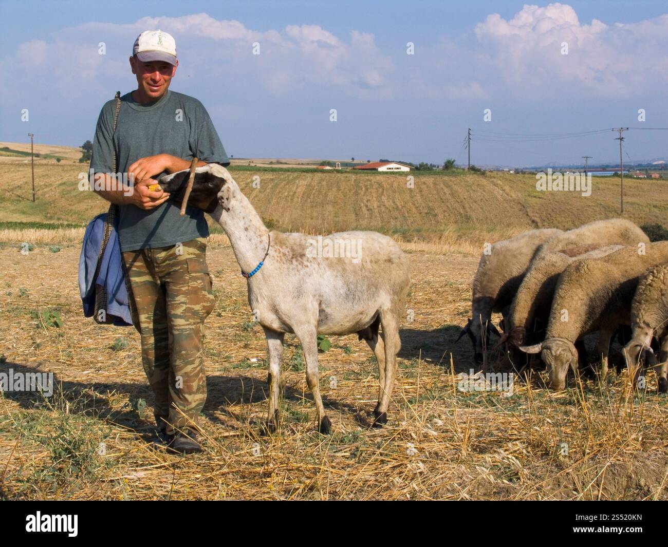 europe, greece, thrace, elafochori village, sherpherd and sheep Stock ...
