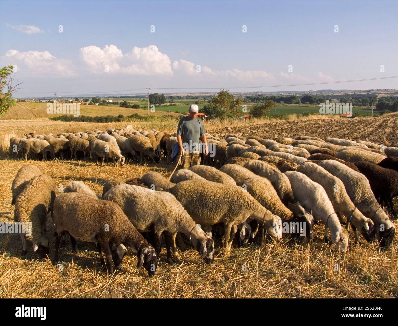 europe, greece, thrace, elafochori village, sherpherd and sheep Stock ...