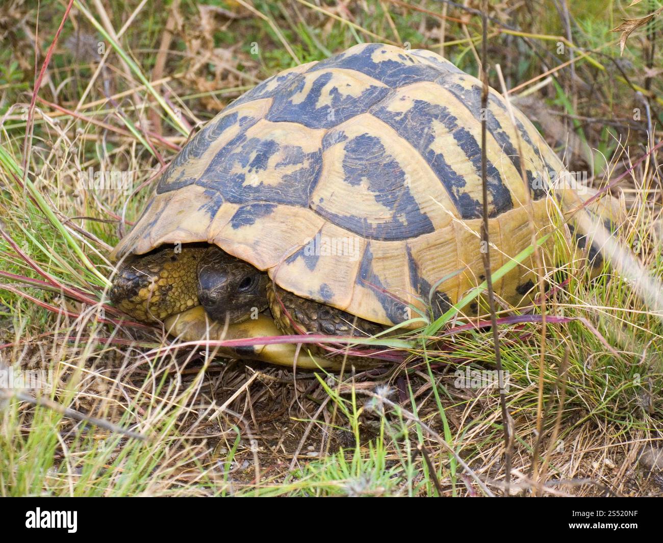 europe, greece, thrace, xanthi area, turtle Stock Photo - Alamy