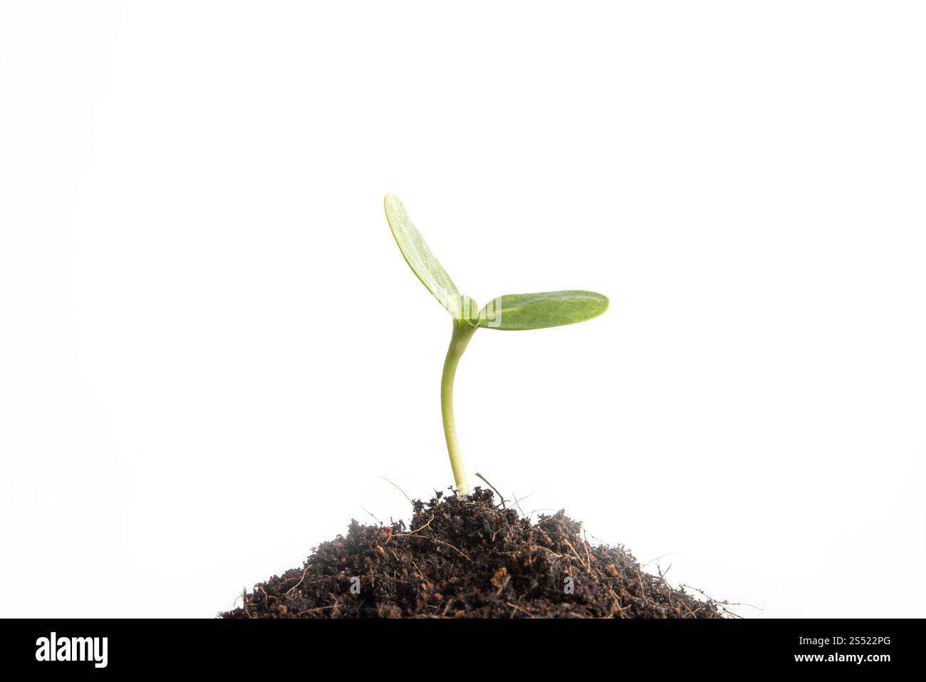 Green vegetable tree growing hi-res stock photography and images - Alamy