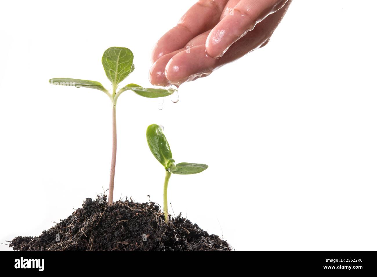Womens hands plant green seedlings hi-res stock photography and images ...