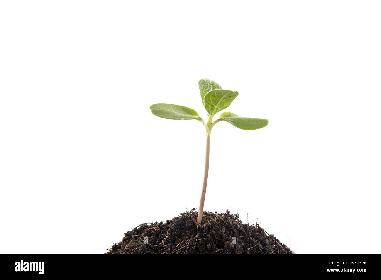 Sprout seed green leaf hi-res stock photography and images - Alamy