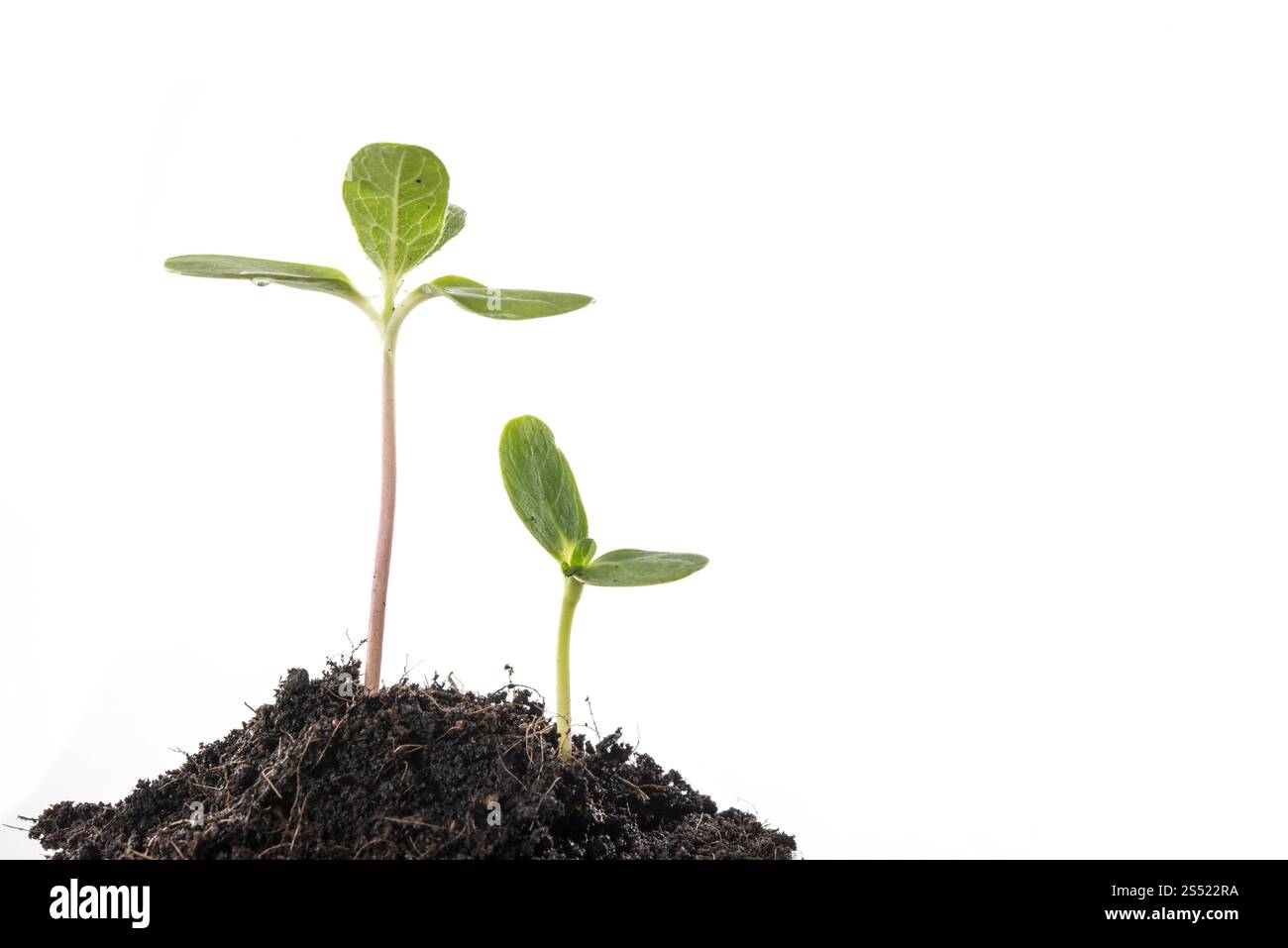 Green sprout growing Stock Photo - Alamy