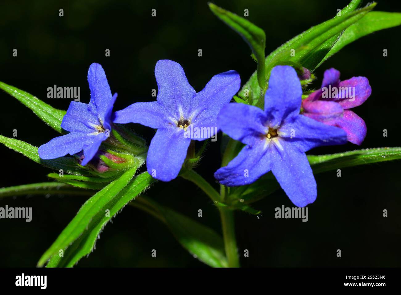 Flowers and leaves of purple gromwell in the wild Stock Photo - Alamy