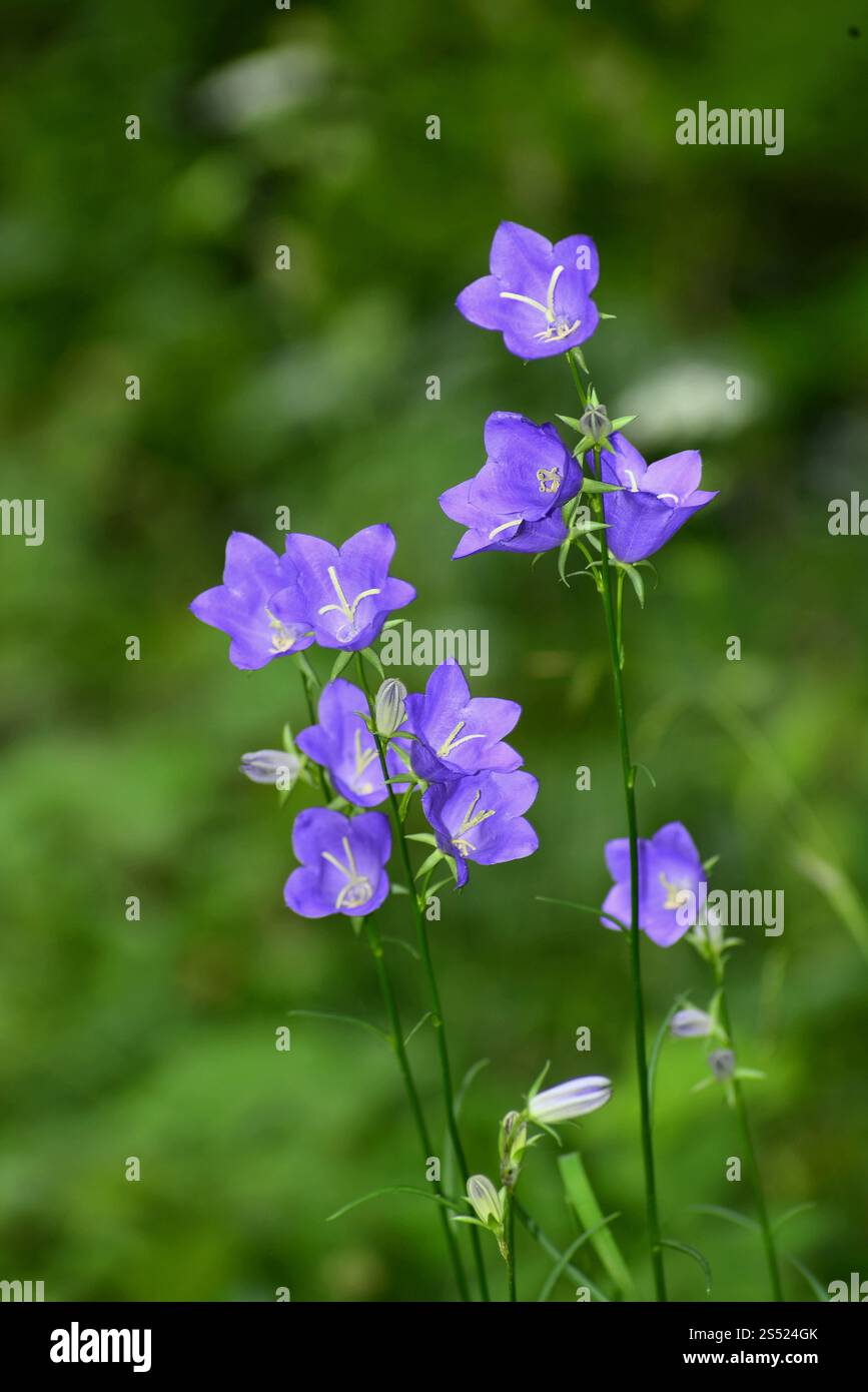 Flowers and leaves of peach-leaved bellflower in the wild Stock Photo ...