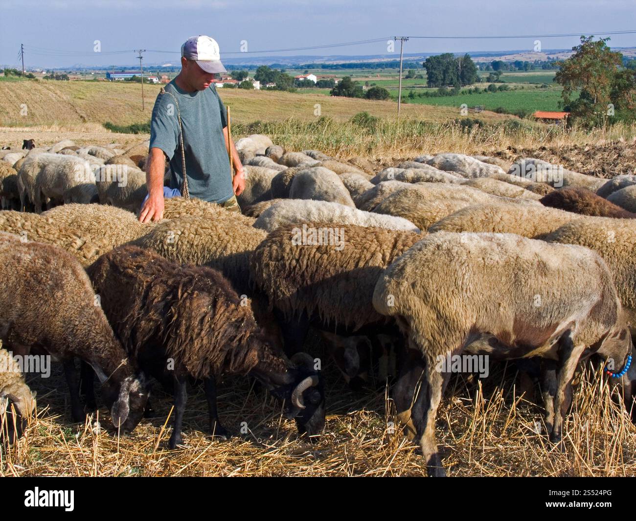 europe, greece, thrace, elafochori village, sherpherd and sheep Stock ...