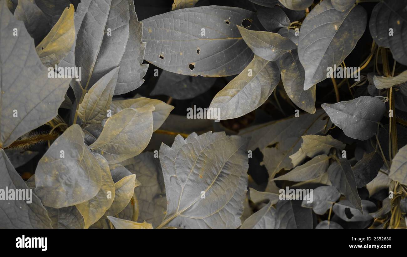 A close-up of various leaves with a muted color palette, showcasing ...