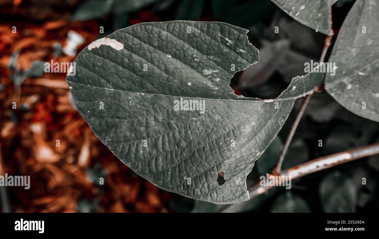 Close-up of a green leaf with a large bite taken out, showing texture ...