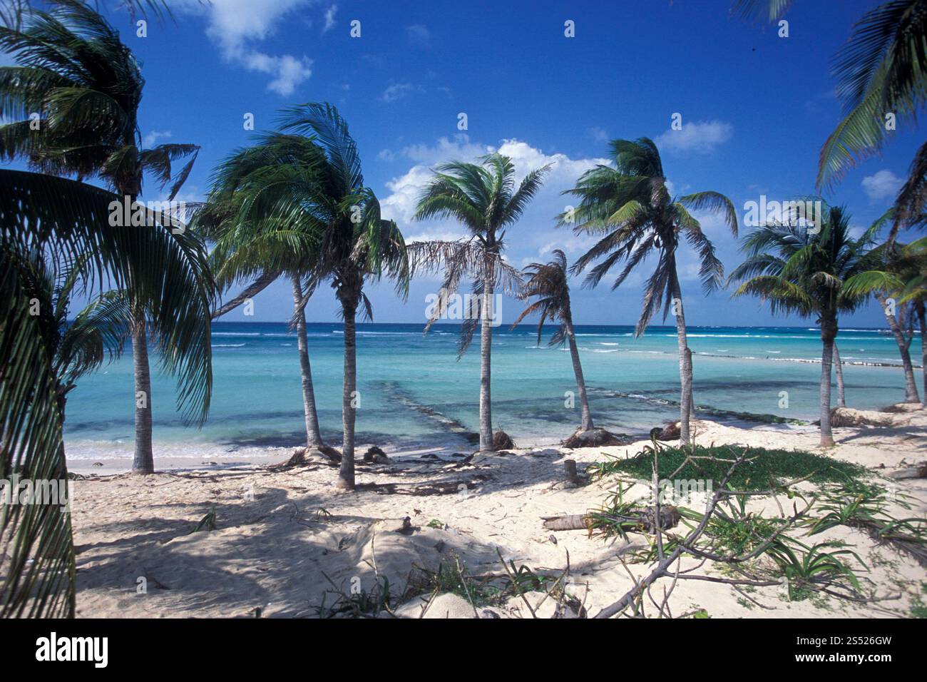 a Beach near Cancun on Yucatan in the Province Quintana Roo in Mexico ...