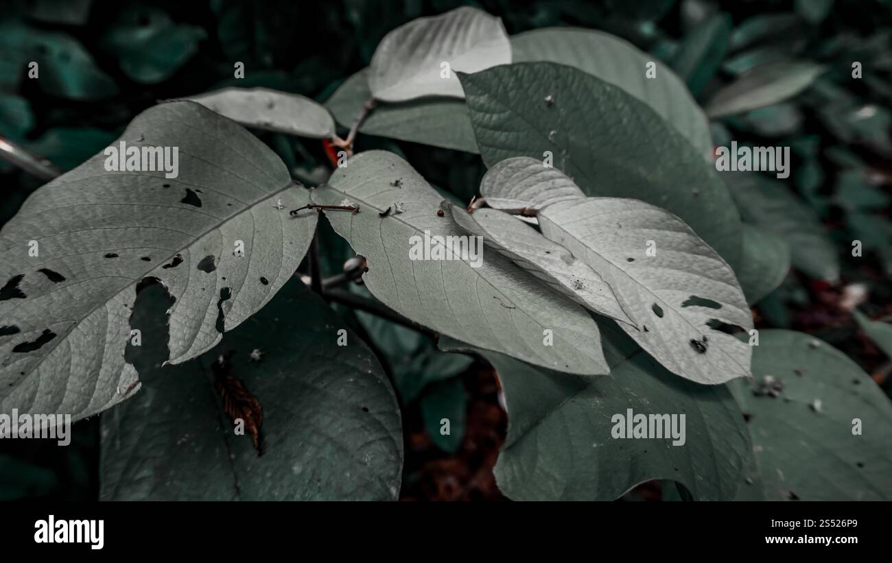 Close-up of green leaves with visible insect damage, showing holes and ...