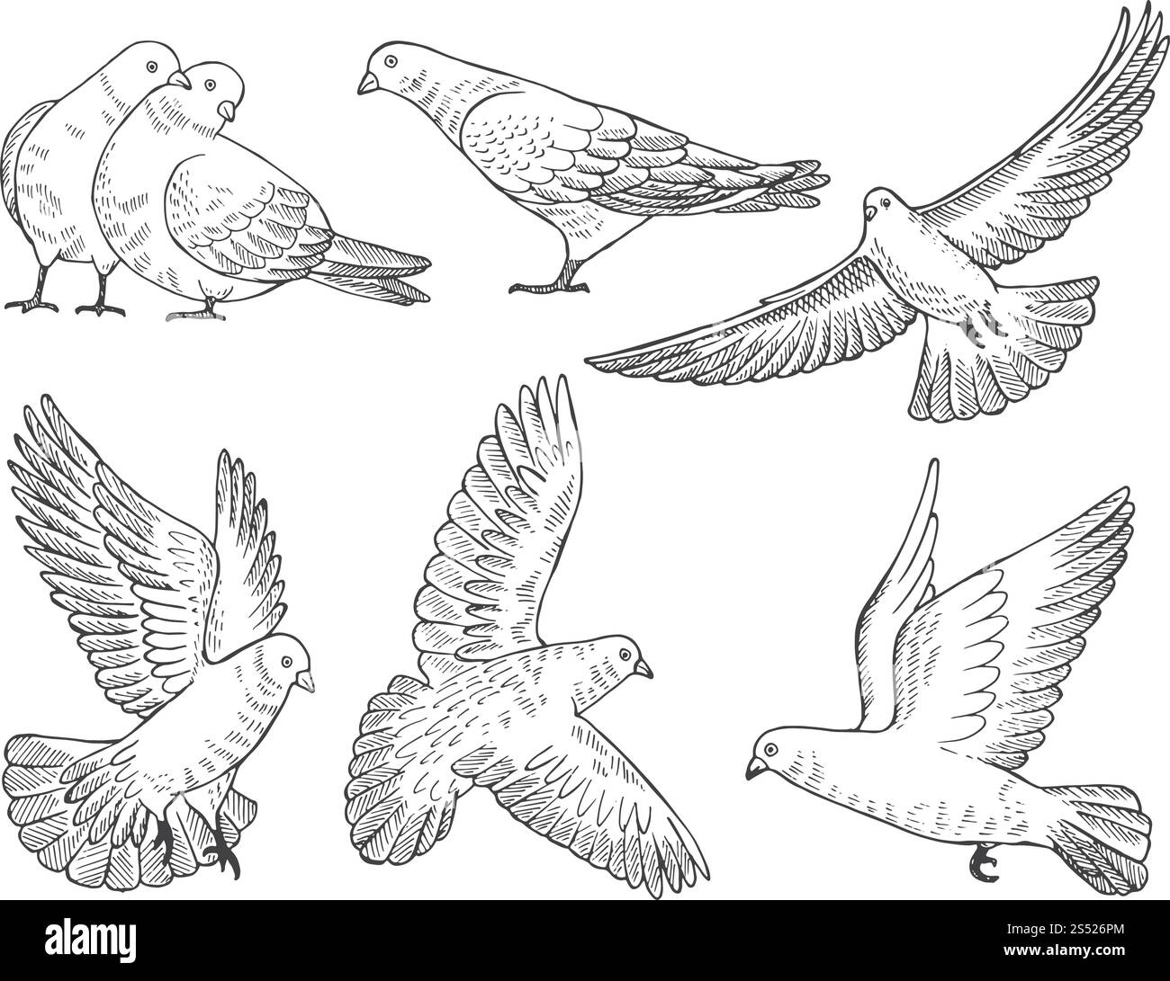 Hand drawn pictures of pigeons at different poses. Vector dove drawing ...