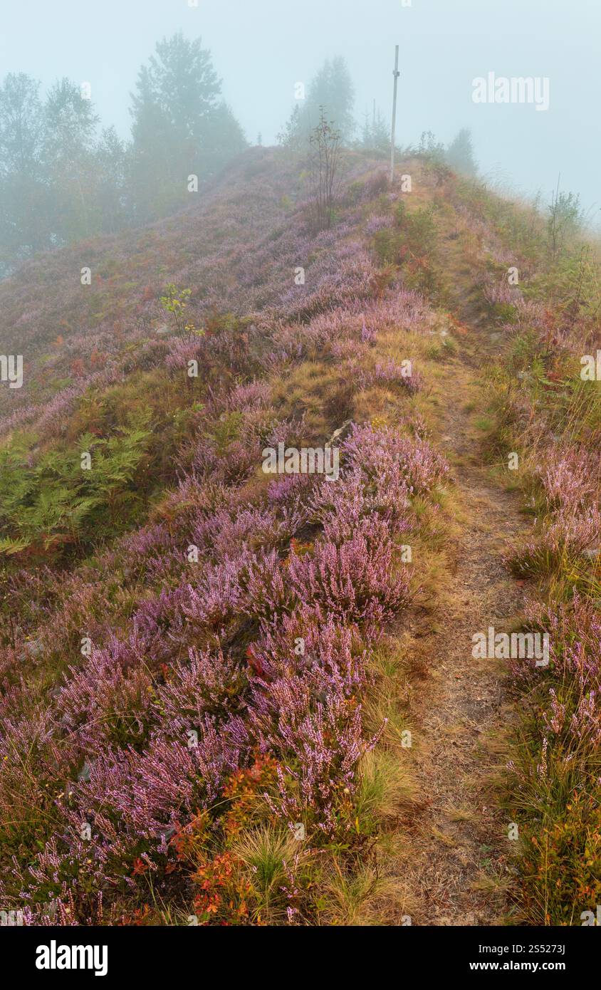 Early misty morning dew drops on wild mountain grassy meadow with wild ...