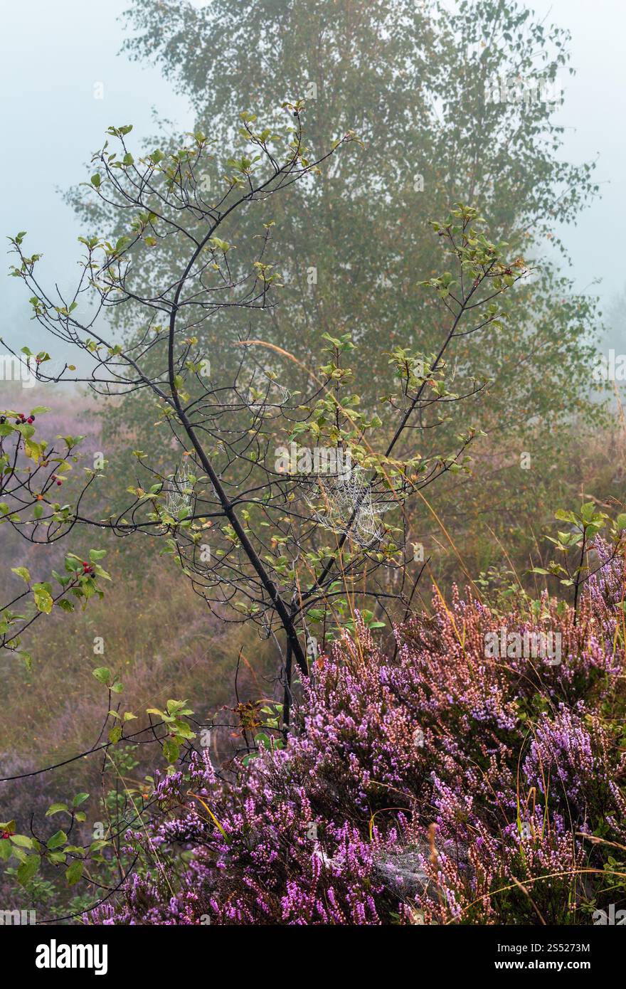 Early misty morning dew drops on wild mountain grassy meadow with wild ...