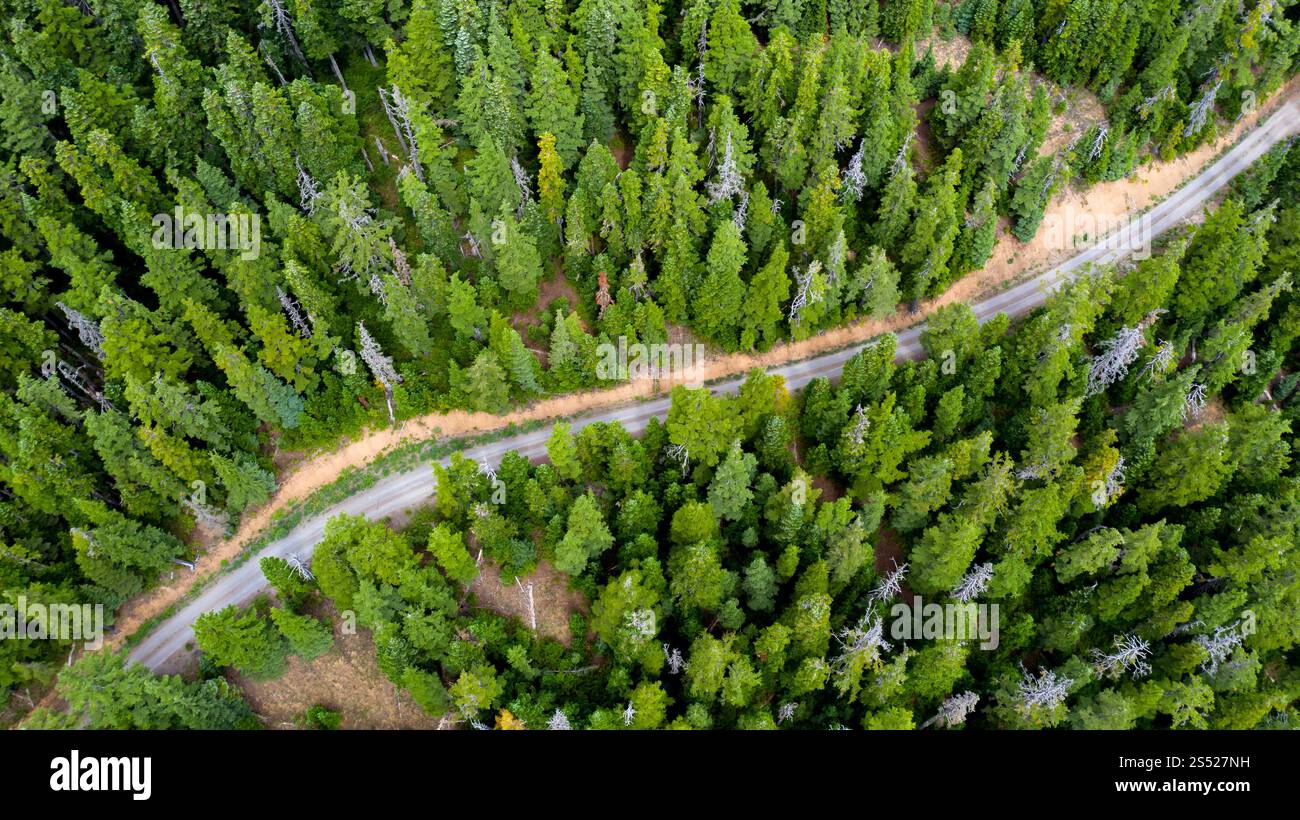 Aerial View of Forest Road Amidst Dense Evergreen Trees in Scenic ...