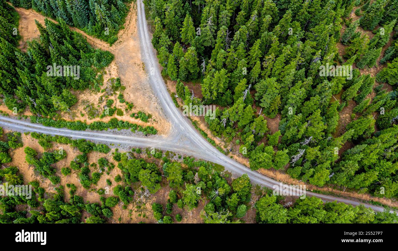 Aerial View of Forest Road Amidst Dense Evergreen Trees in Scenic ...