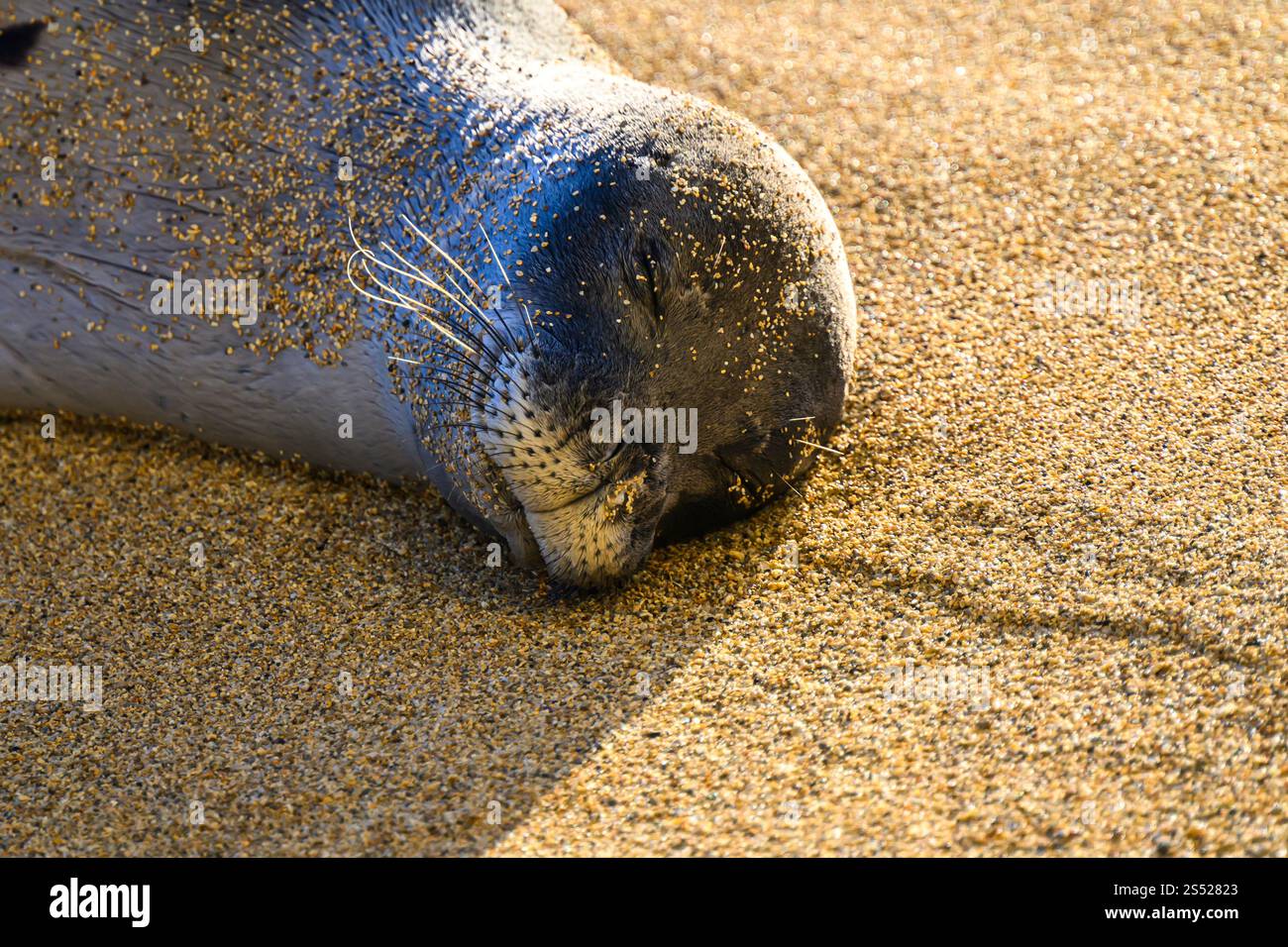Hawaiian Monk Seal napping on Waikiki Beach Stock Photo - Alamy