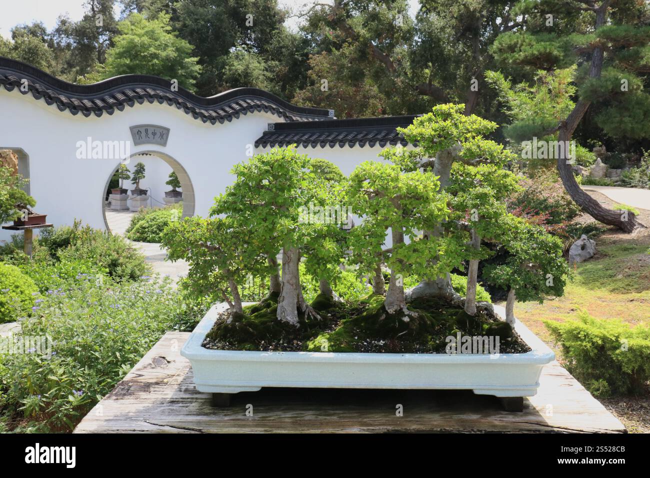A group of 9, small Chinese Elm sculpted penjing trees in The Cloudy ...