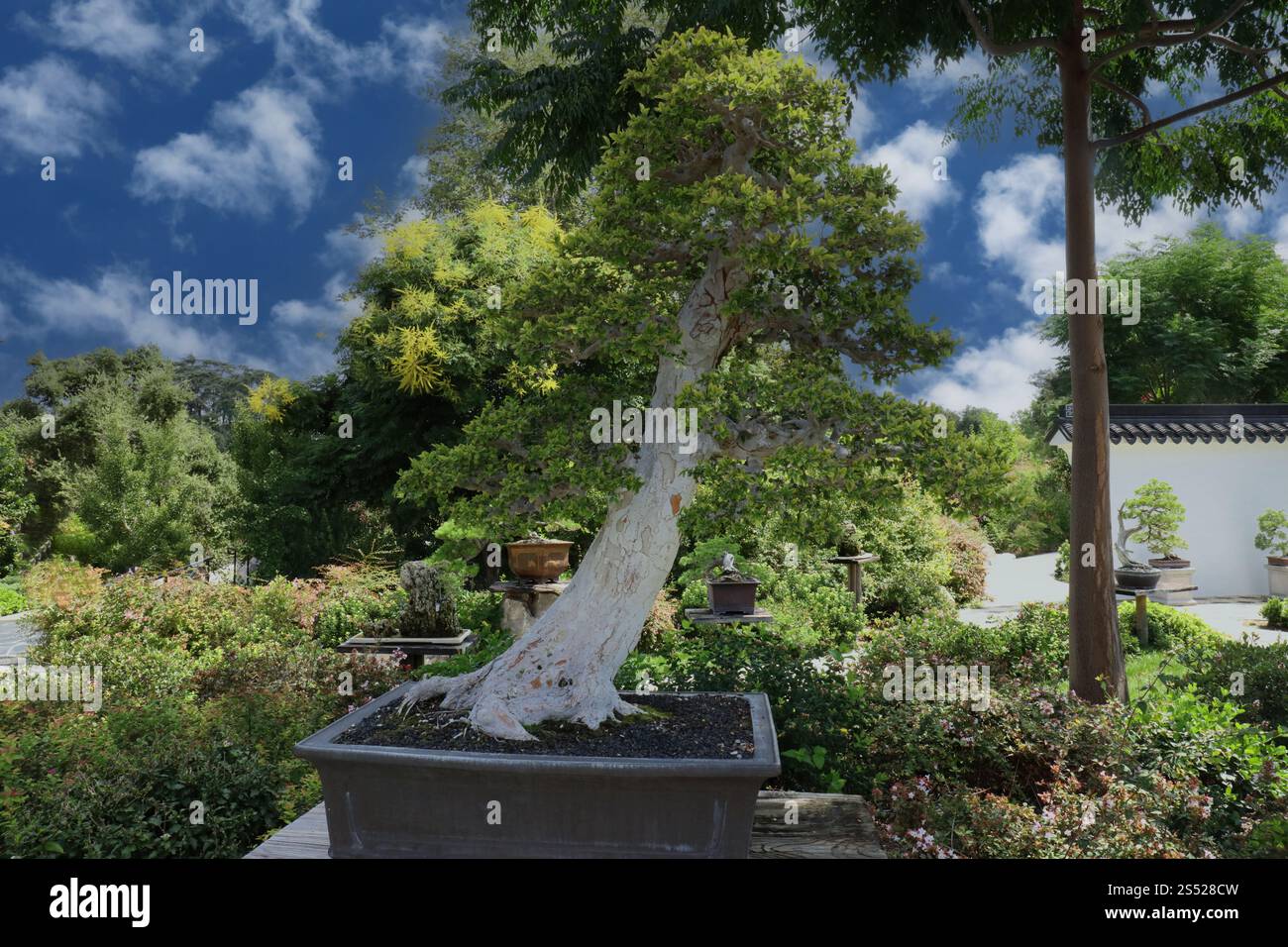 A Chinese Elm sculpted penjing tree in The Cloudy Forest Court, with a ...