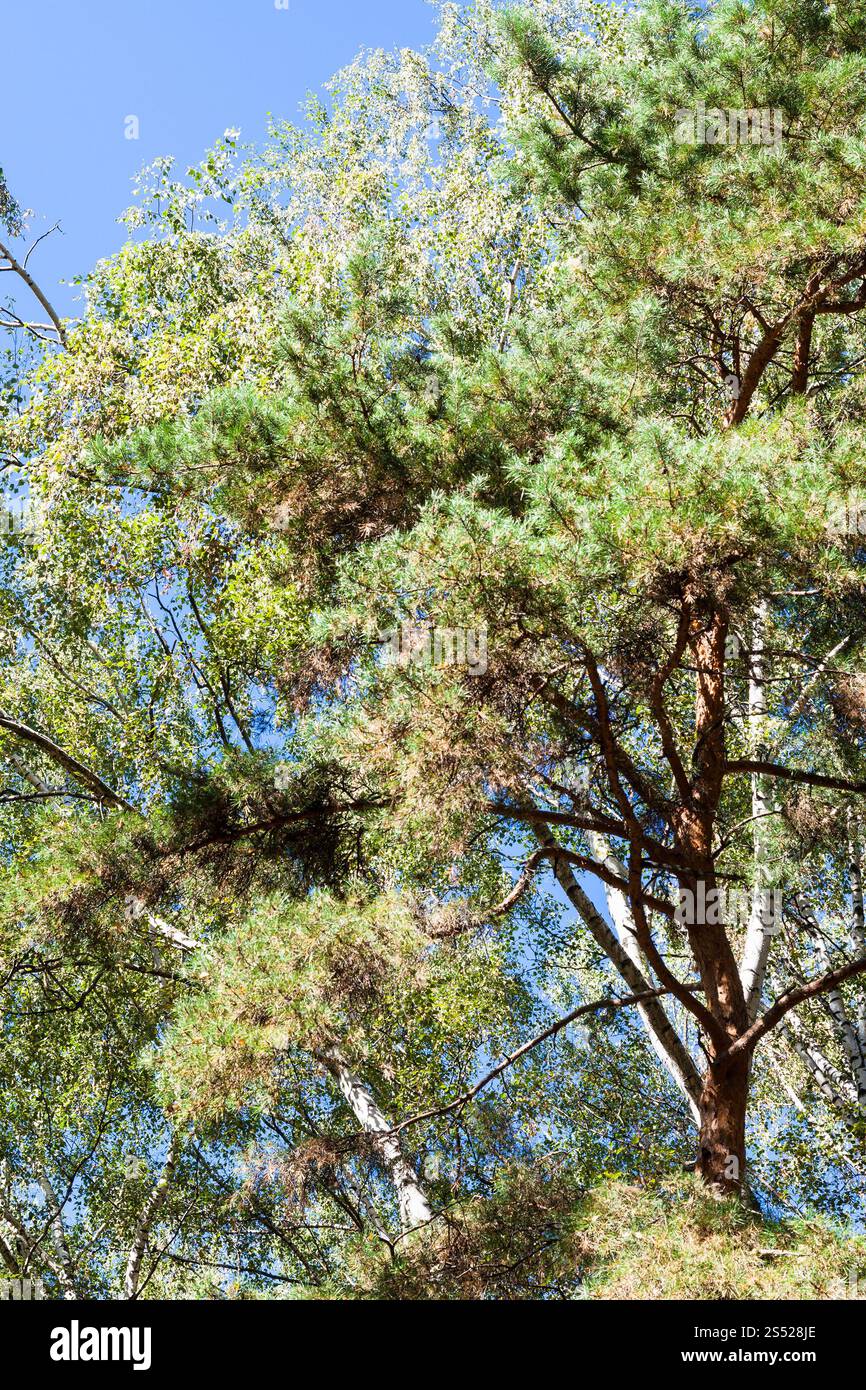 tops of birch and pine trees in urban park in sunny day at begining of ...