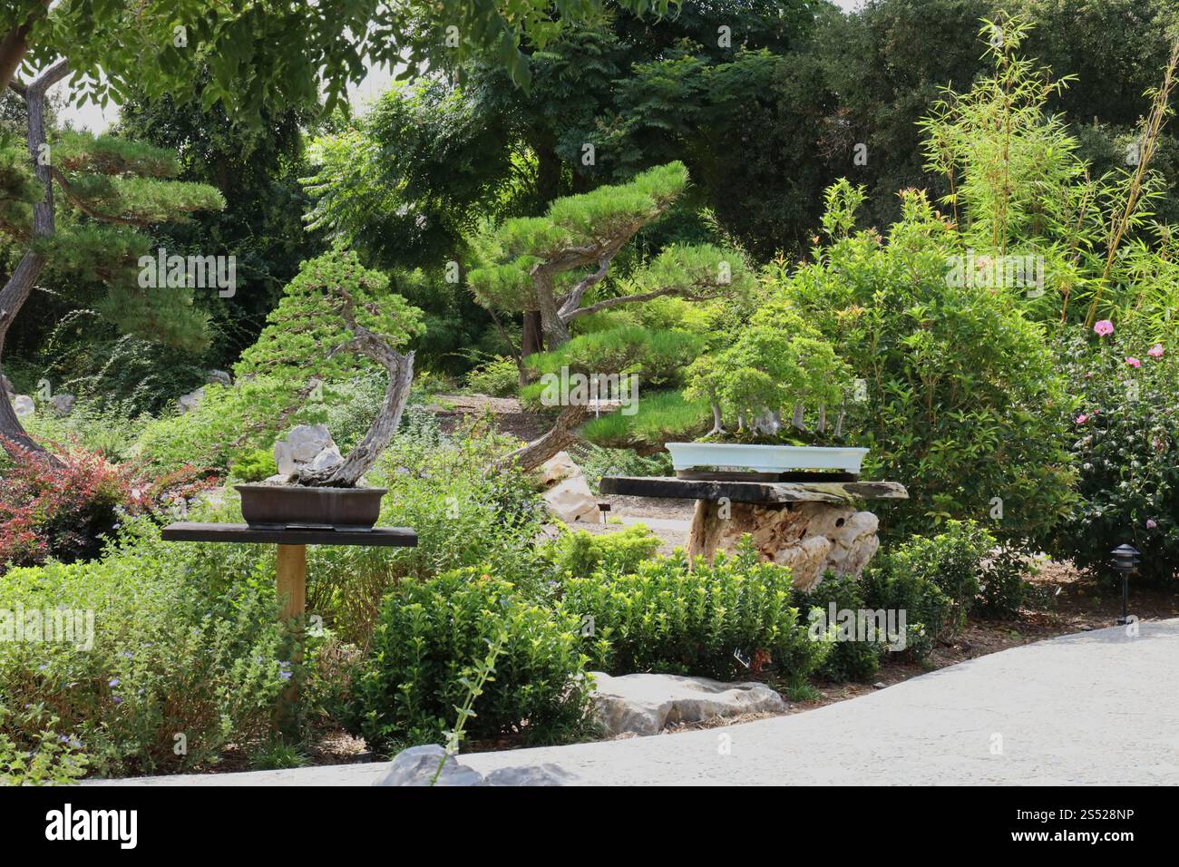 Two, sculpted penjing trees in The Cloudy Forest Court, surrounded by ...