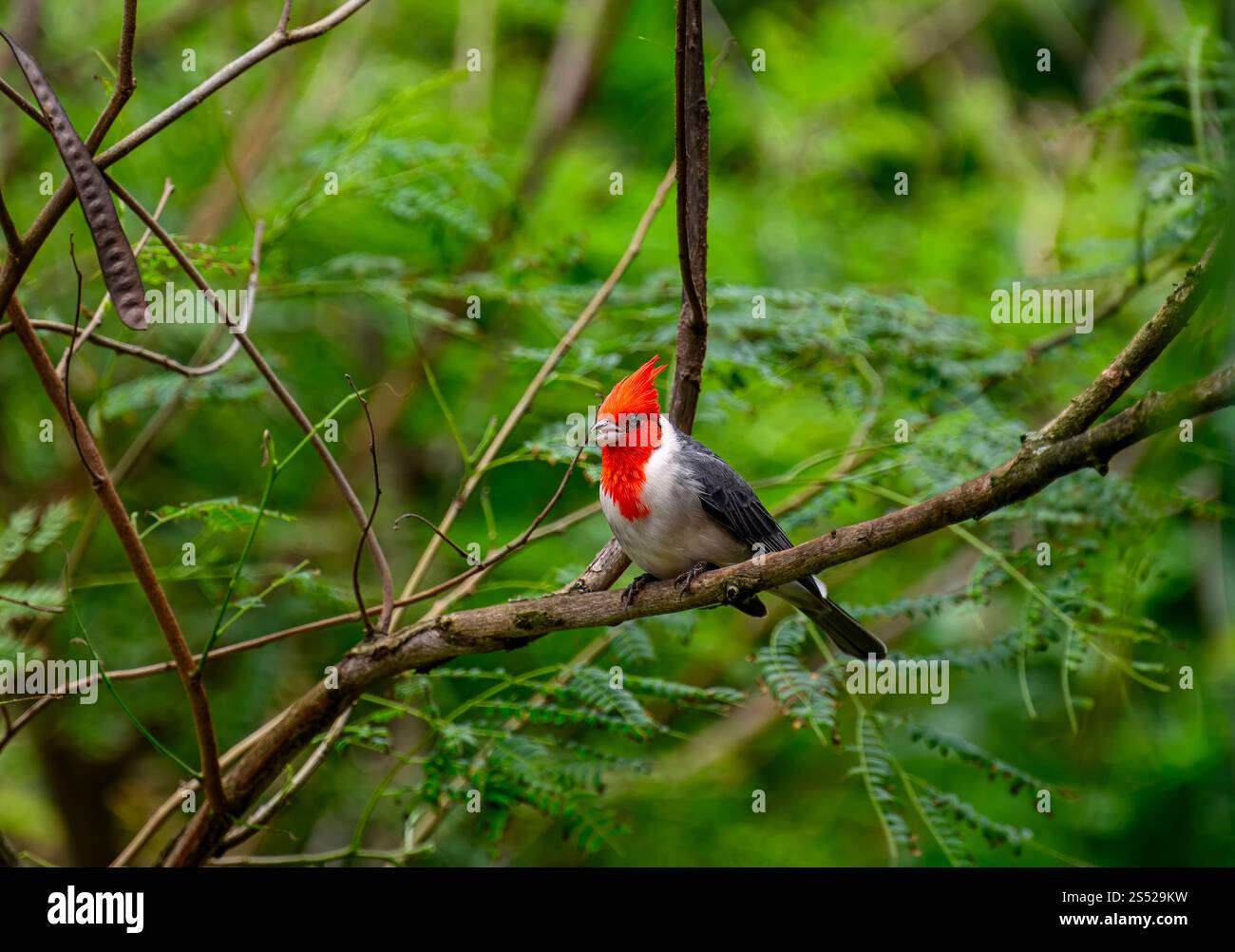 Brazilian cardinal hi-res stock photography and images - Alamy