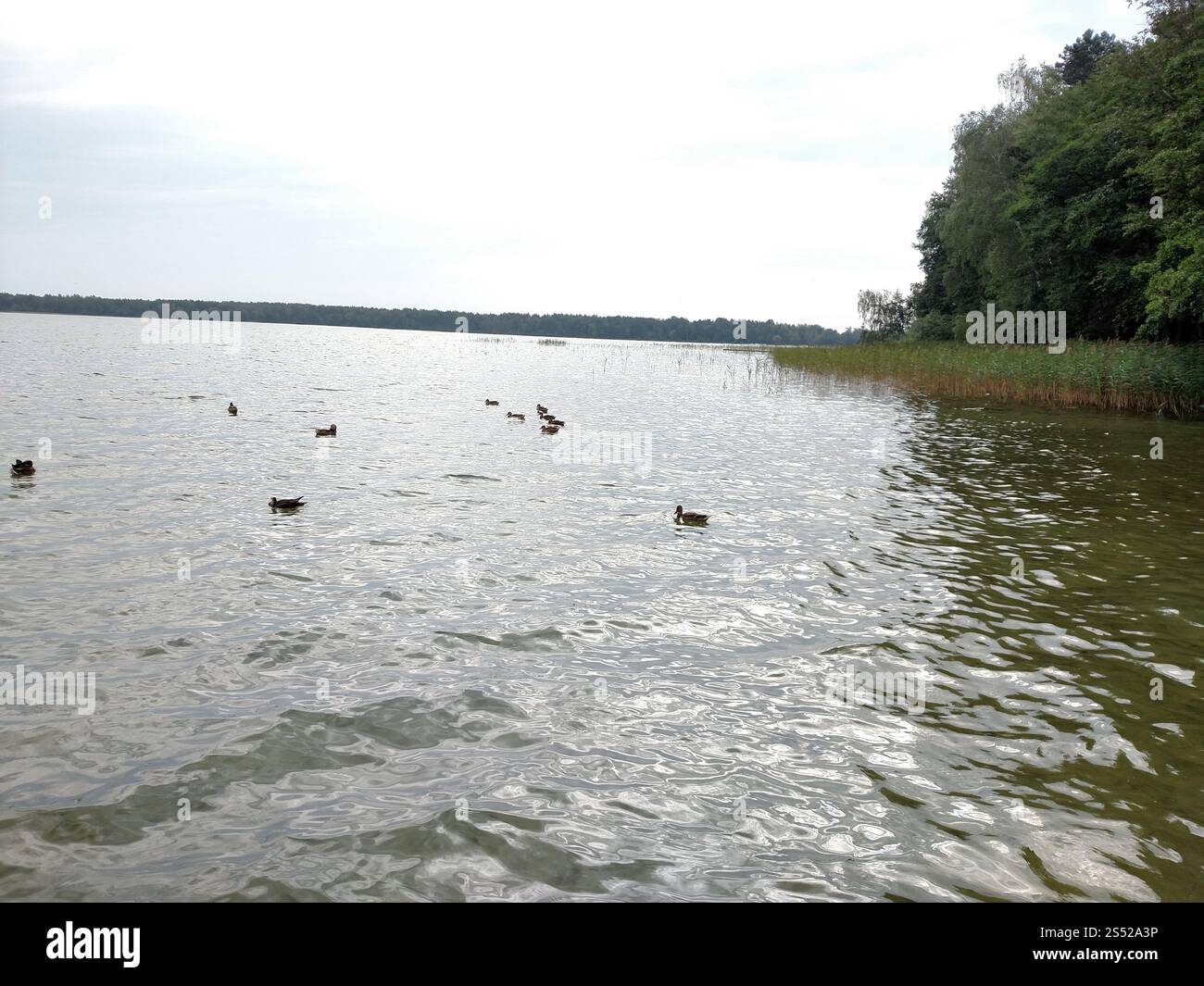Ducks on lake green tree panorama view on beach in summer day Stock ...