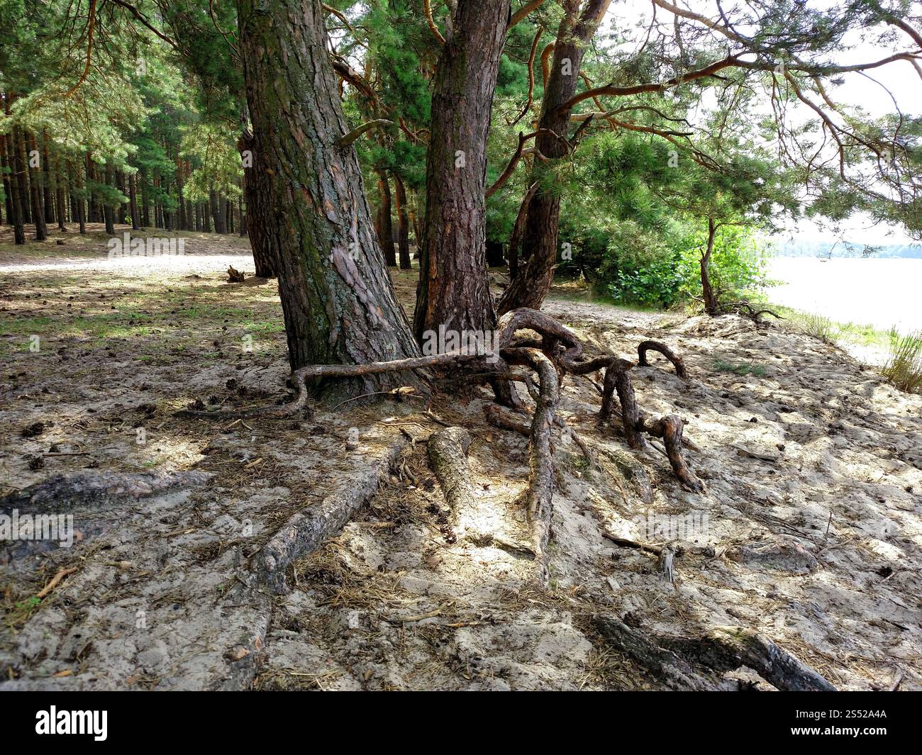 The basis of a tree with a root system on a sandy land near the lake in ...