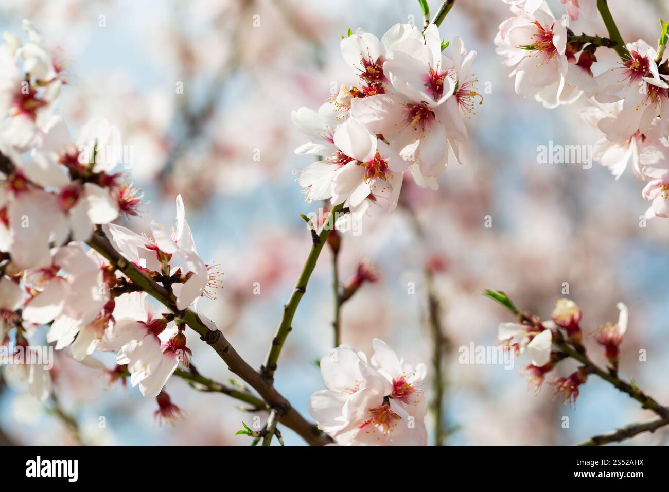 Flowering branches of an almond tree Stock Photo - Alamy