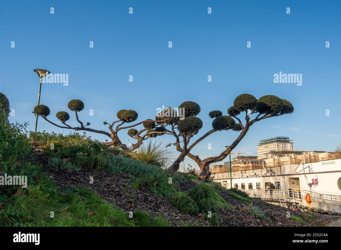 Unique pruned trees along waterfront in urban landscape during daylight ...