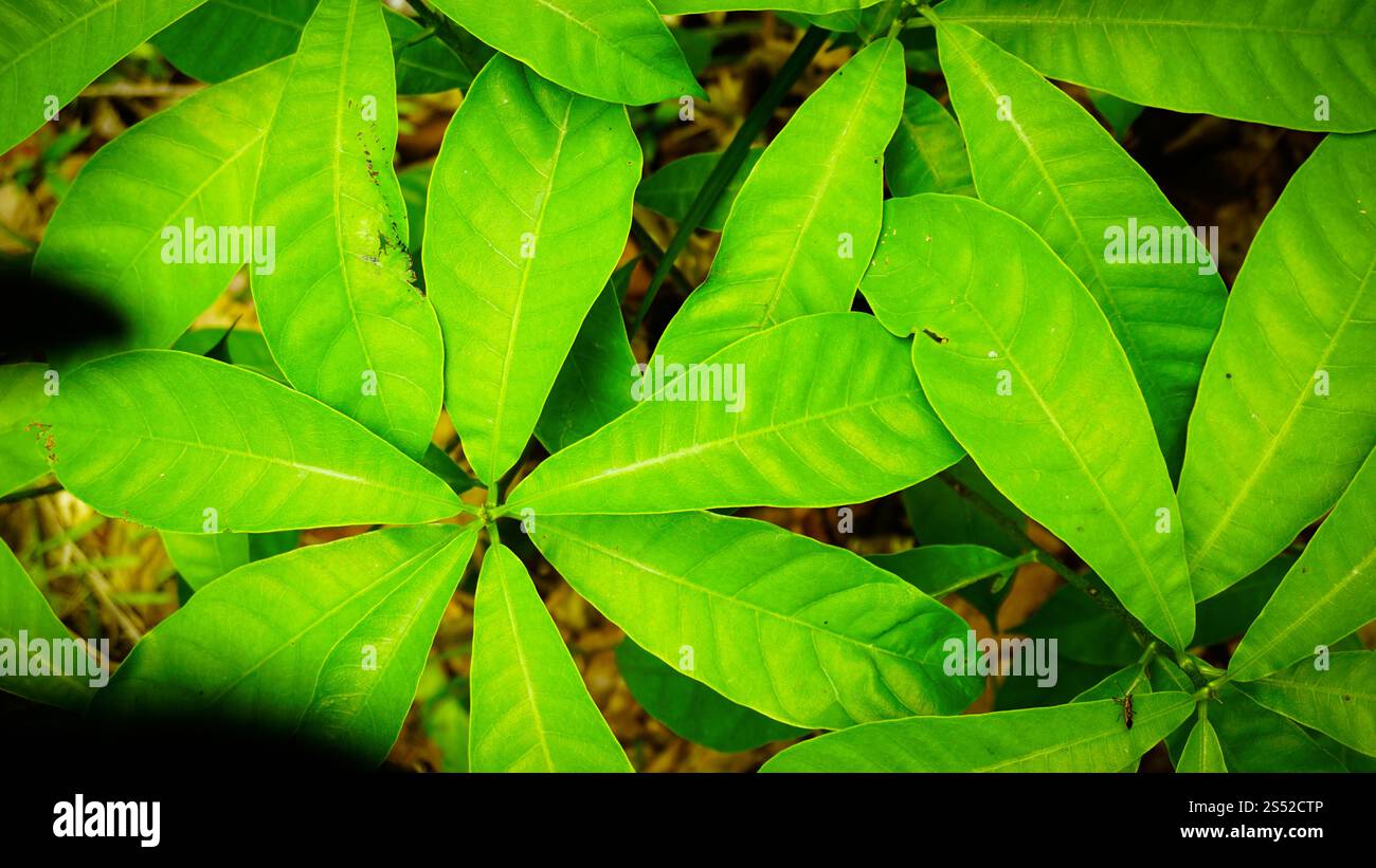 Intricate shapes of leaves hi-res stock photography and images - Alamy