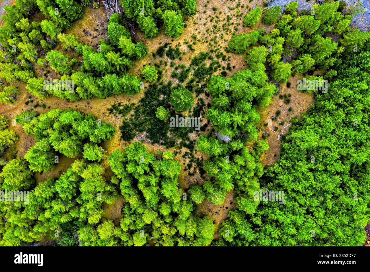 Aerial View of Lush Green Forest With Grass Patches and Pathways Stock ...