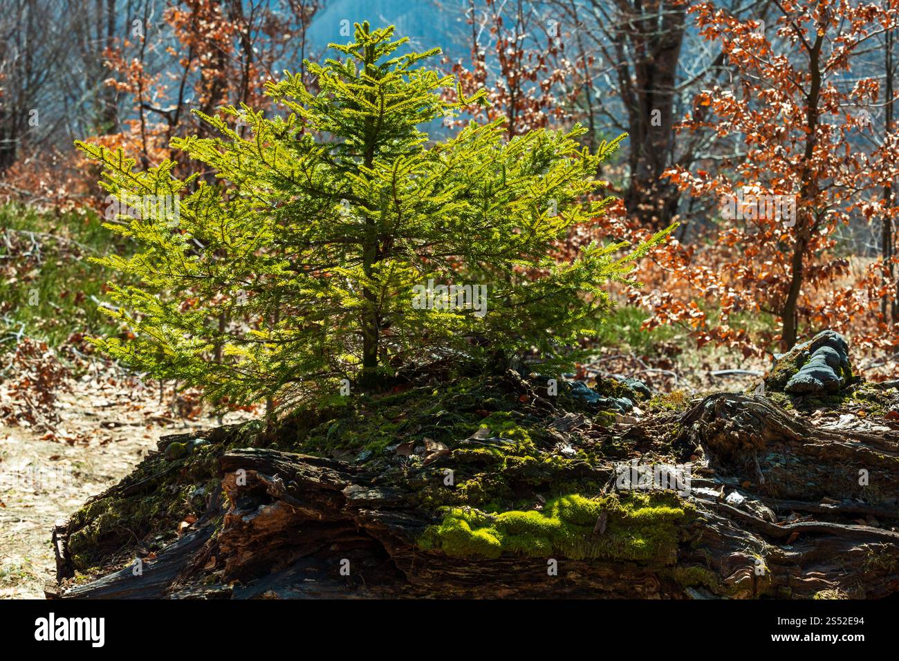 Early spring Carpathian mountains forest scene with small fir tree ...