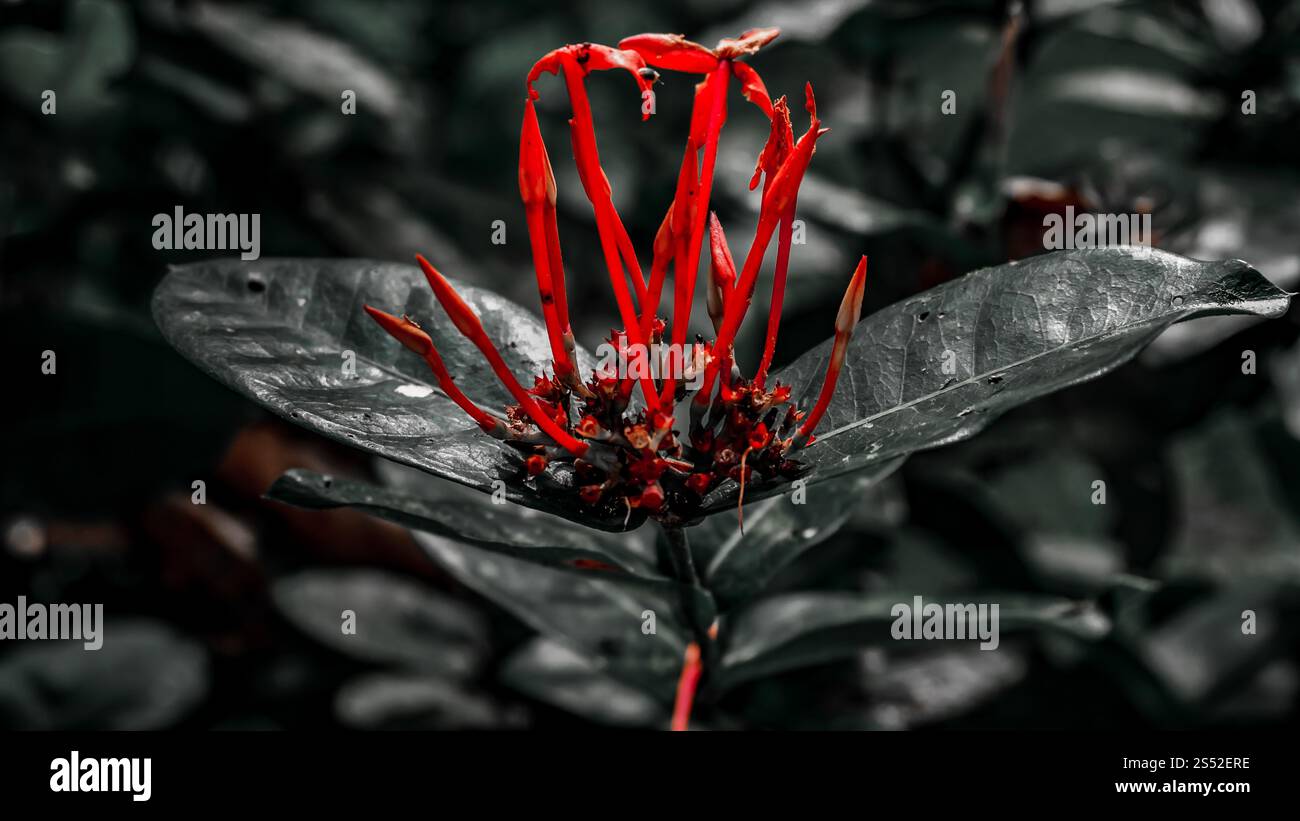 Striking elongated leaves hi-res stock photography and images - Alamy