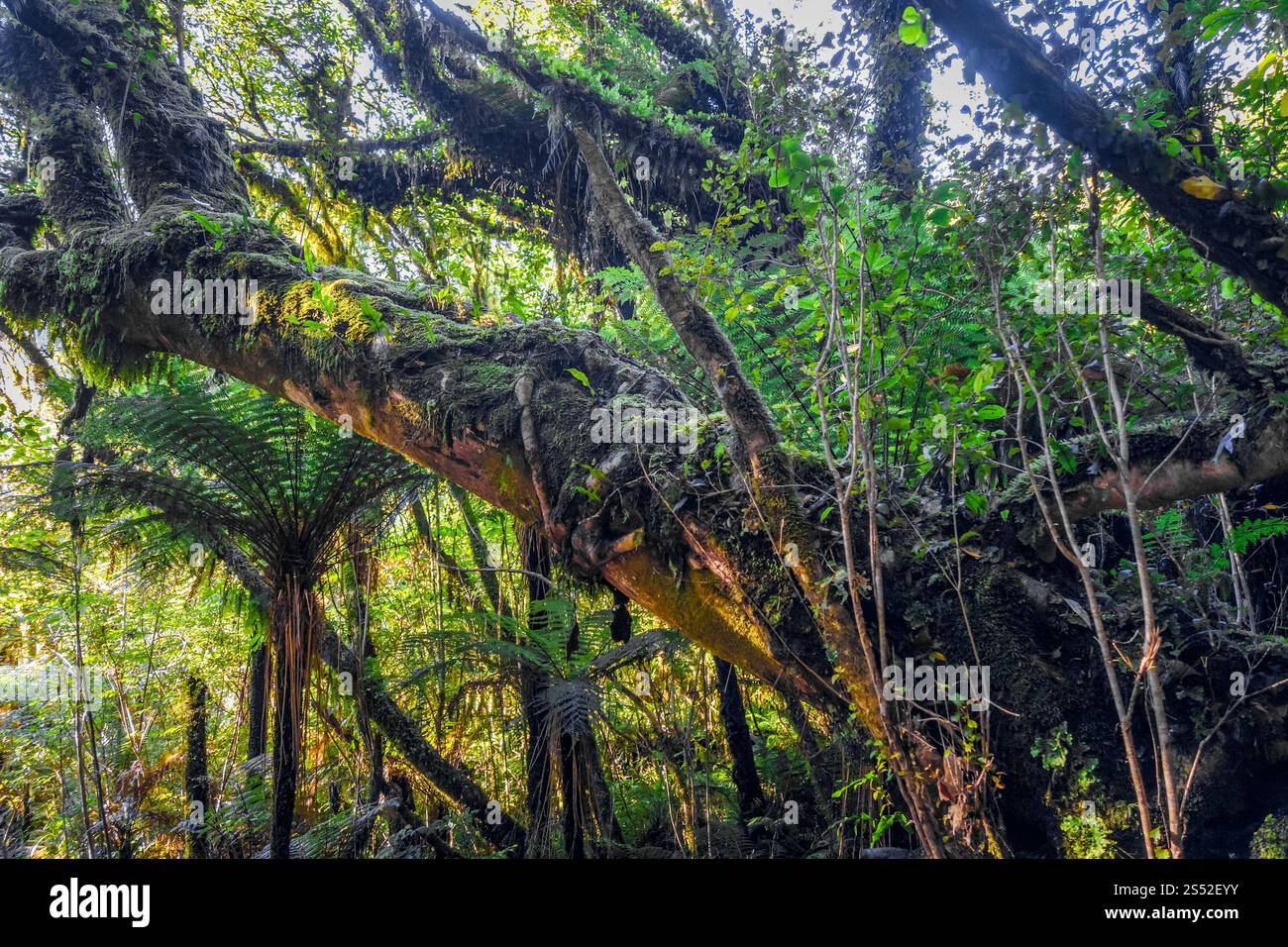 Roots and ferns in New Zealand rain forest. New Zealand rain forest ...