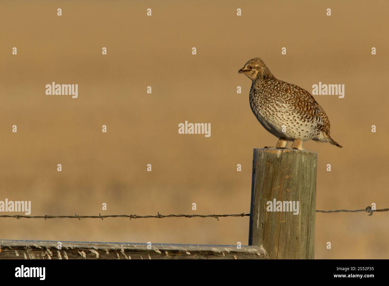 Sharp-tailed grouse (Tympanuchus phasianellus) stands on fence post ...