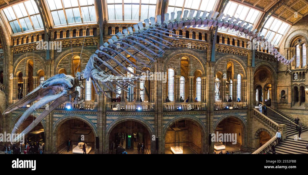 Richard Vize 011 - Hope the Whale, a female blue whale, Natural History ...