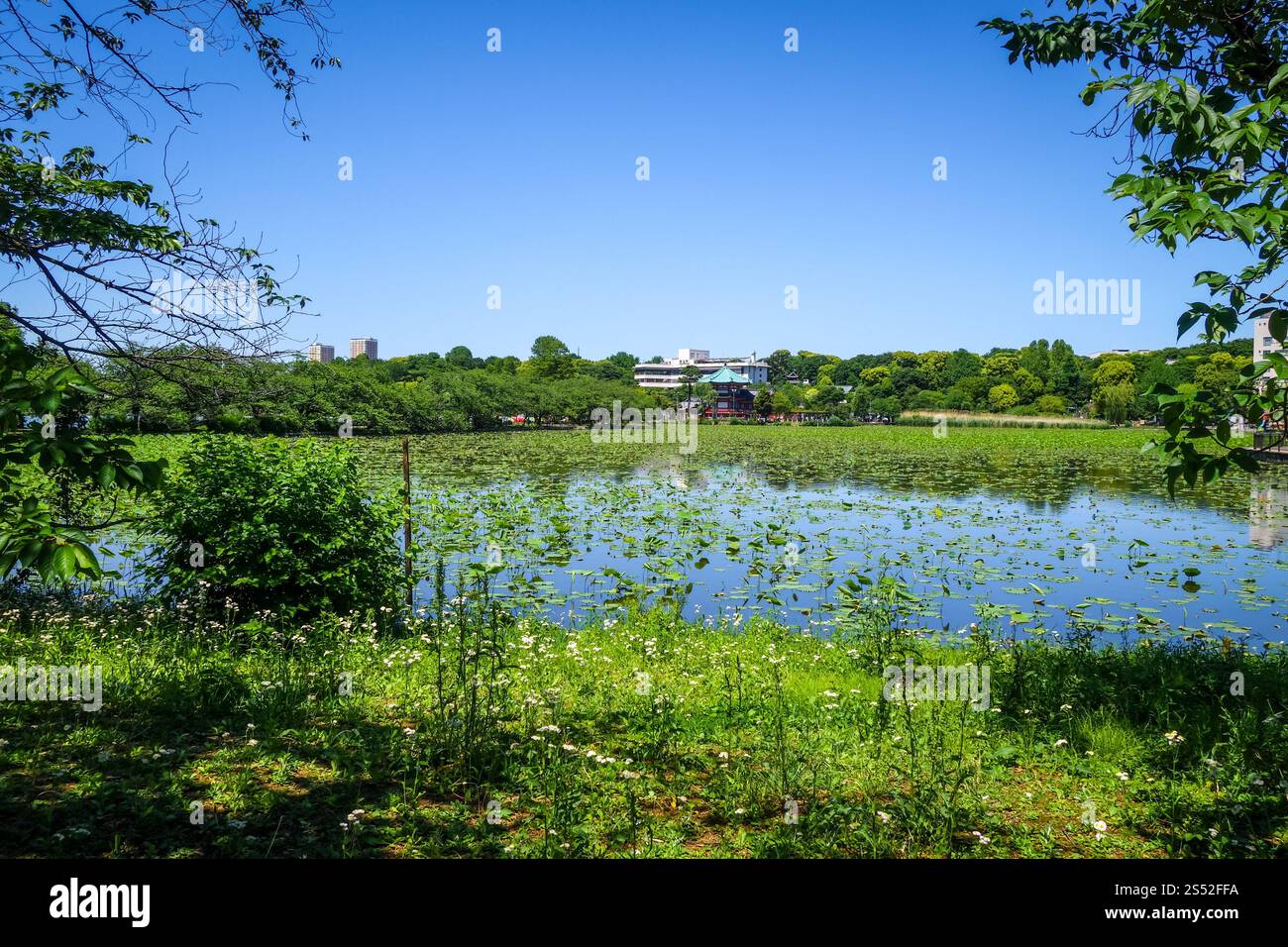 Shinobazu pond and Benten Hall Temple in Ueno, Tokyo, Japan. Shinobazu ...