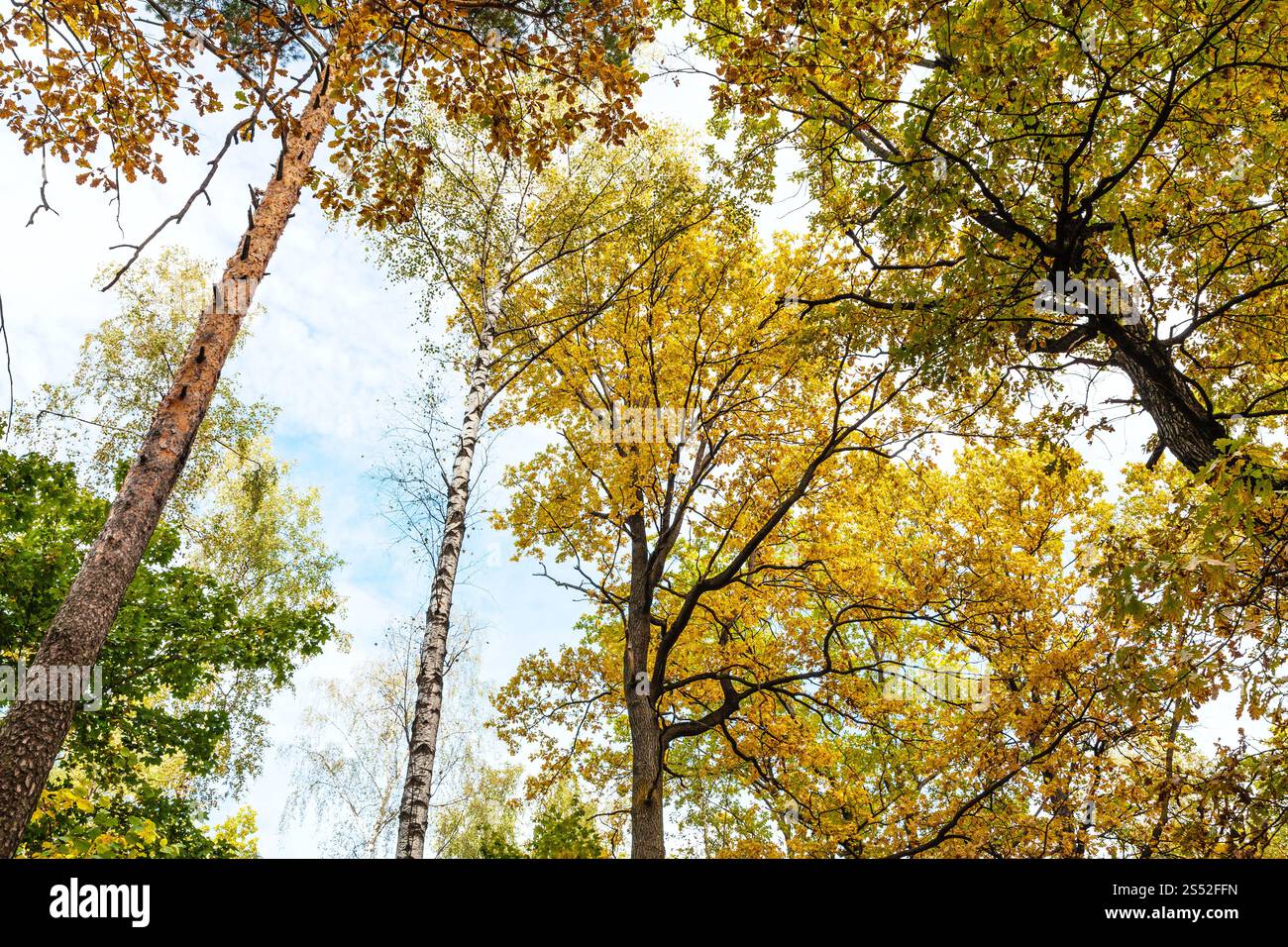 bottom view of tops of pine, birch, oak trees in forest of ...