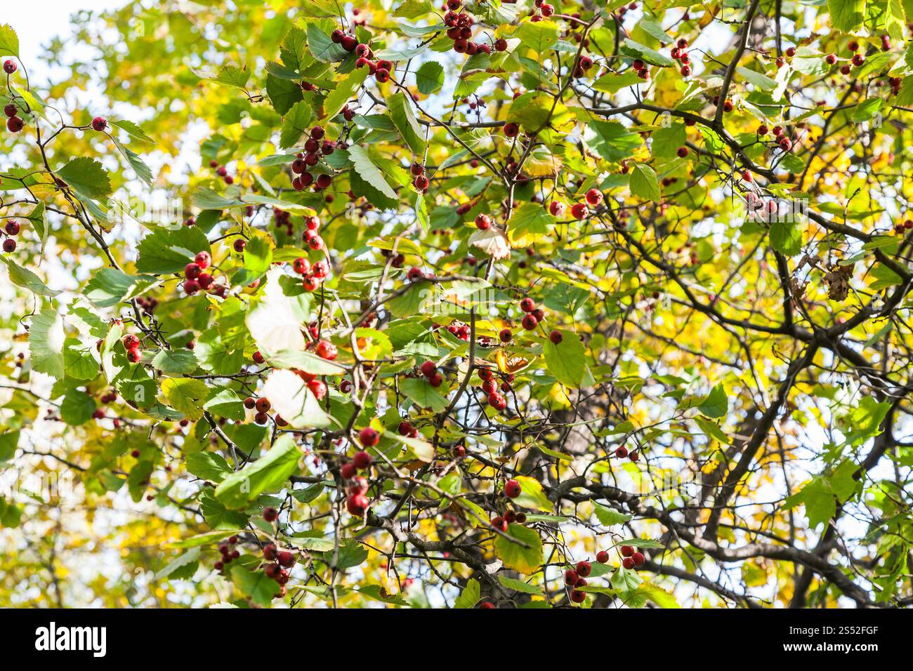 Hawthorn tree garden hi-res stock photography and images - Alamy