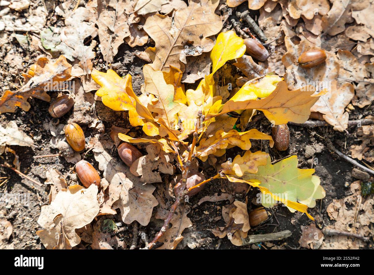 top view of fallen oak leaves and acorns in leaf litter in forest of ...